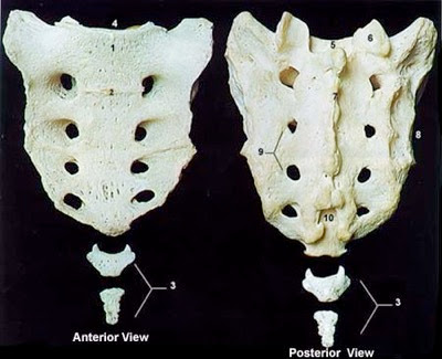 "Anatomía Topográfica UV2010": MAS PRUEBAS DE LA TEORIA DE LA EVOLUCION ...